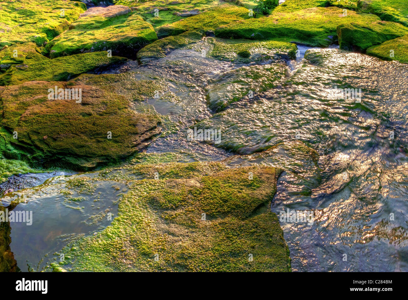 Moss covered river rocks hi-res stock photography and images - Alamy