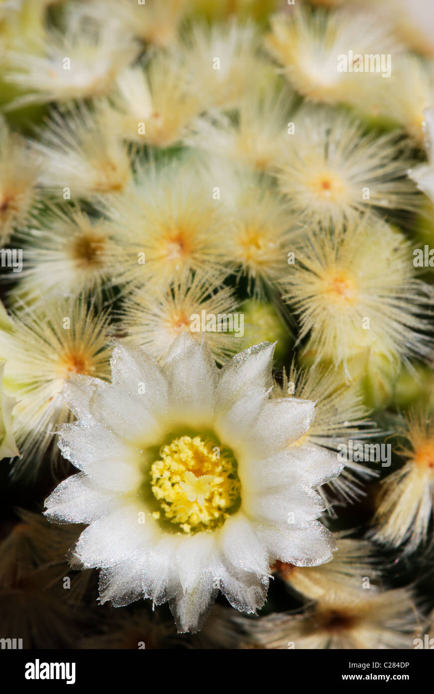 Detail of a small pale yellow Mammillaria cactus flower Stock Photo - Alamy