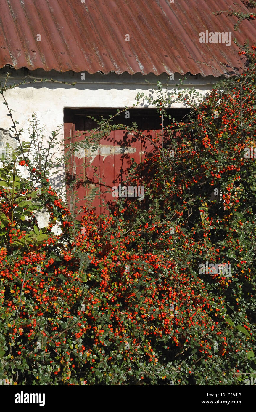 Overgrown farm outbuildings Stock Photo - Alamy