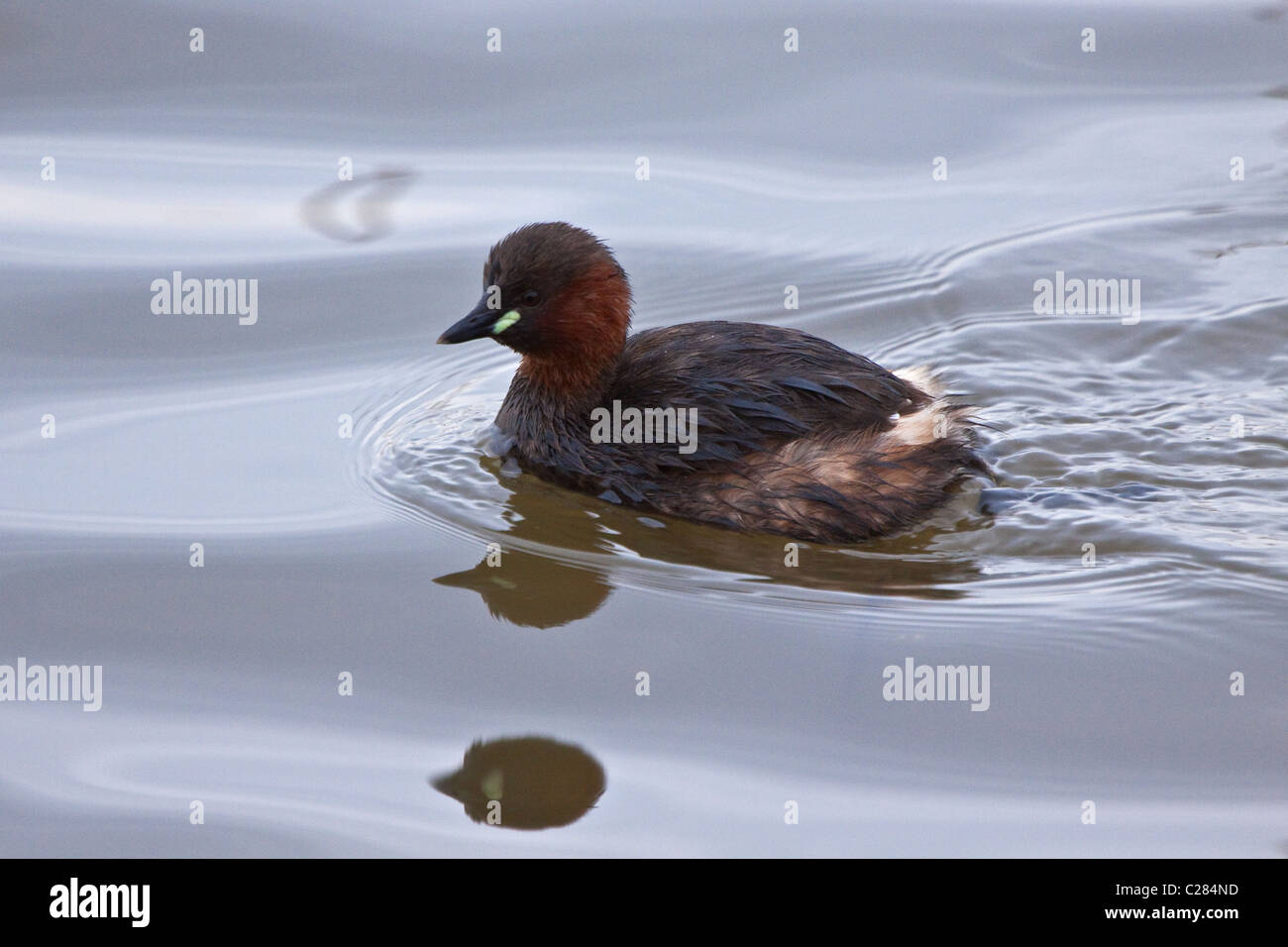 Little grebe in rippled water hi-res stock photography and images - Alamy