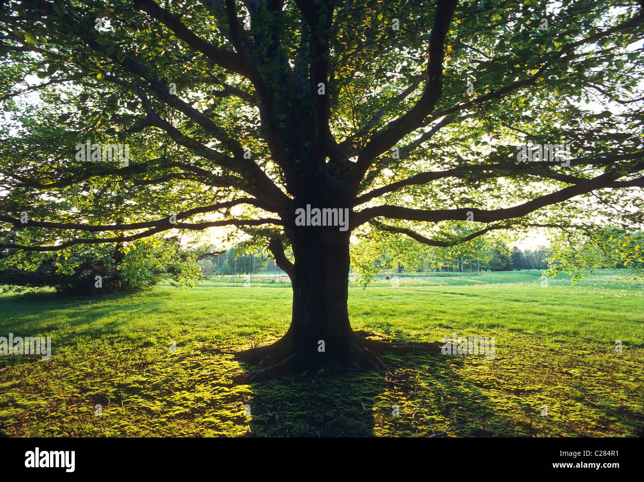 America linden hi-res stock photography and images - Alamy