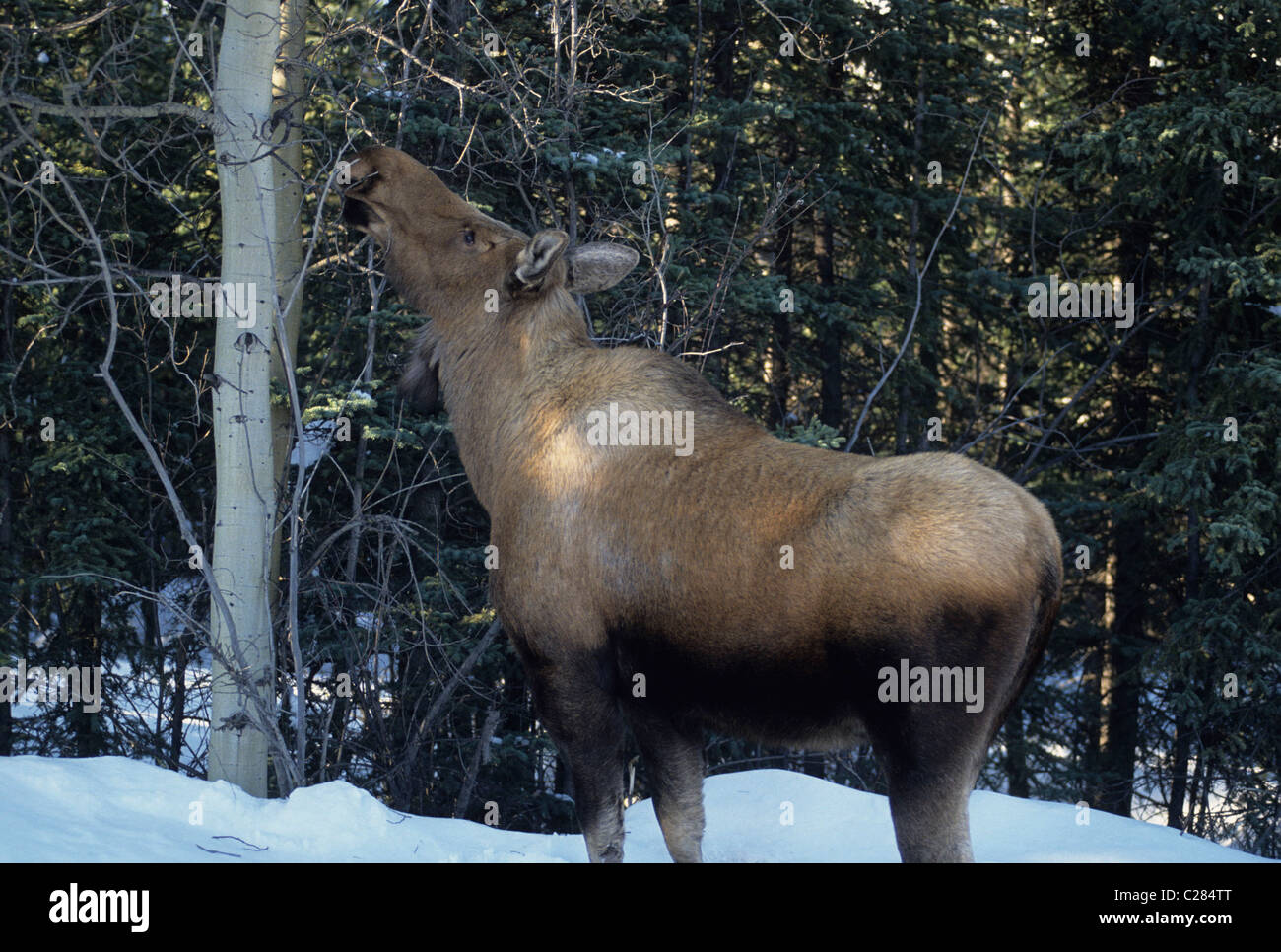 Alaska female moose hunter bull hi-res stock photography and images - Alamy