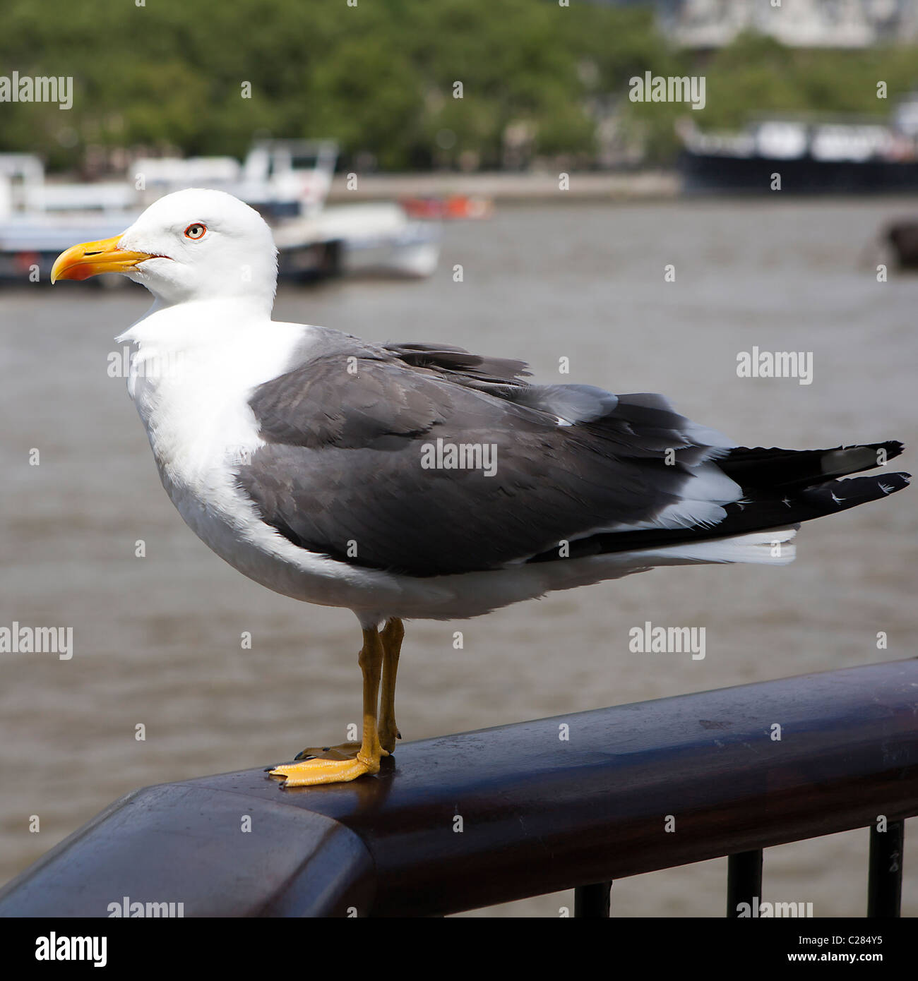 seagull on thames in London UK Stock Photo - Alamy