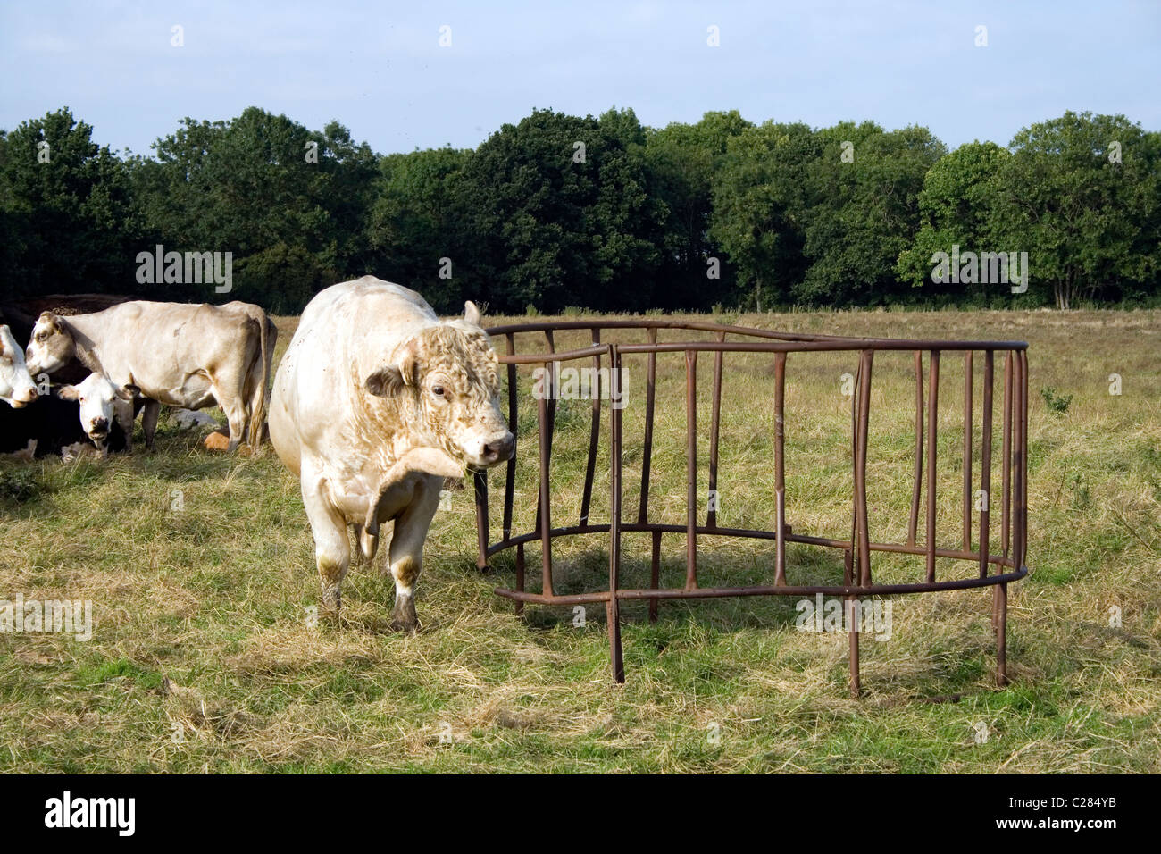 Female Cow High Resolution Stock Photography and Images - Alamy
