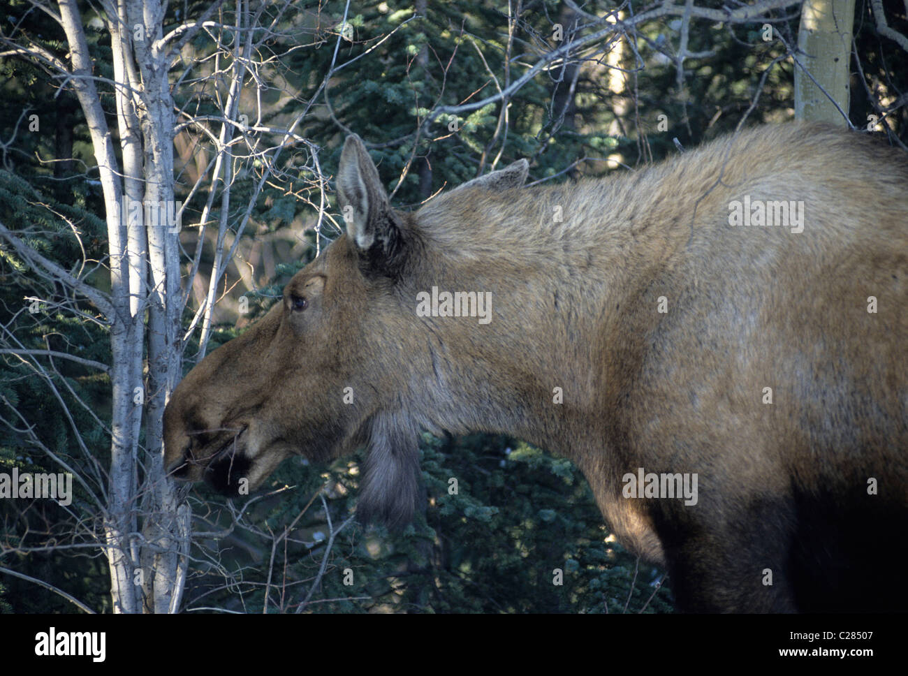 Alaska female moose hunter bull hi-res stock photography and images - Alamy