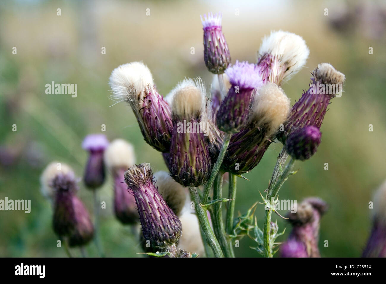 Cirsium arvense, creeping thistle Stock Photo - Alamy