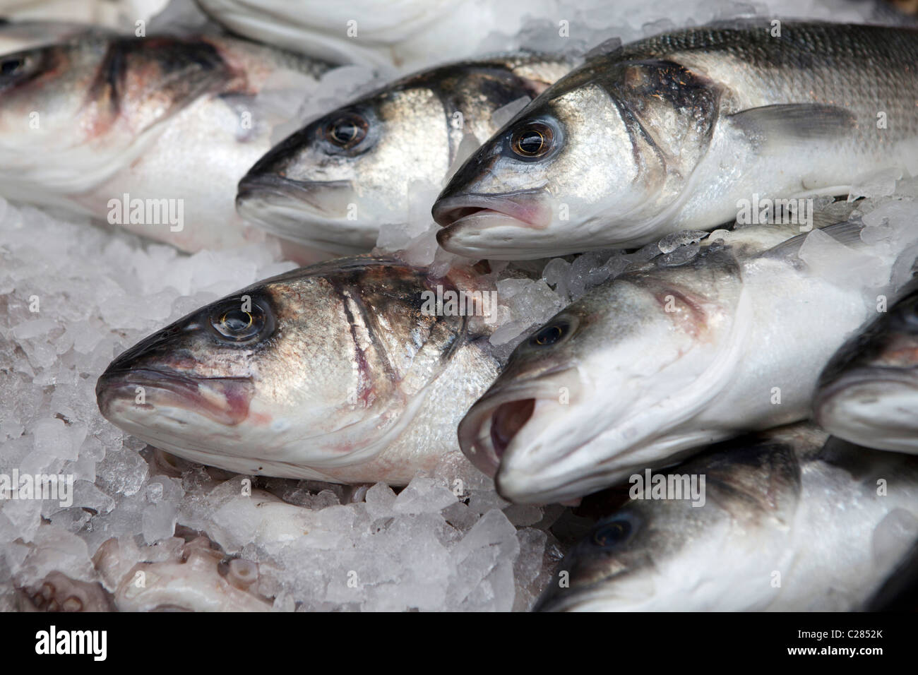 variety of fresh fish seafood in market closeup background Stock Photo ...