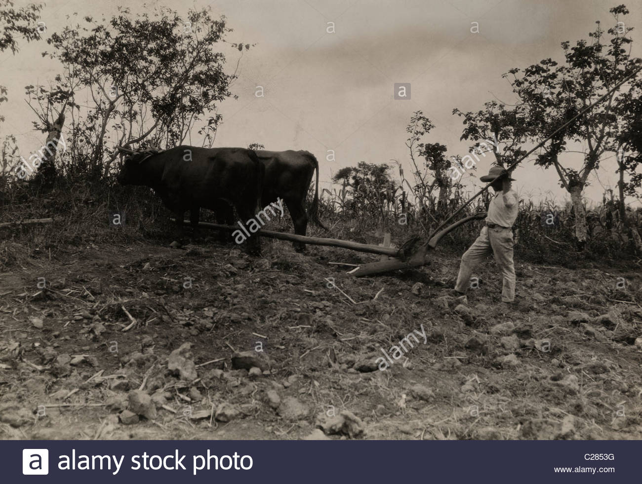Man Plowing Black And White Stock Photos & Man Plowing Black And White ...