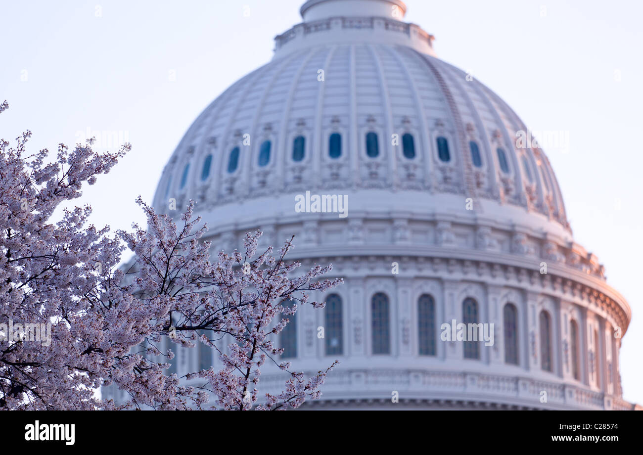 Washington dc us capitol building cherry blossoms hi-res stock ...
