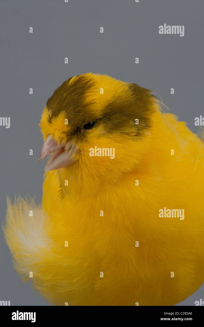 Serinus canaria singing hi-res stock photography and images - Alamy