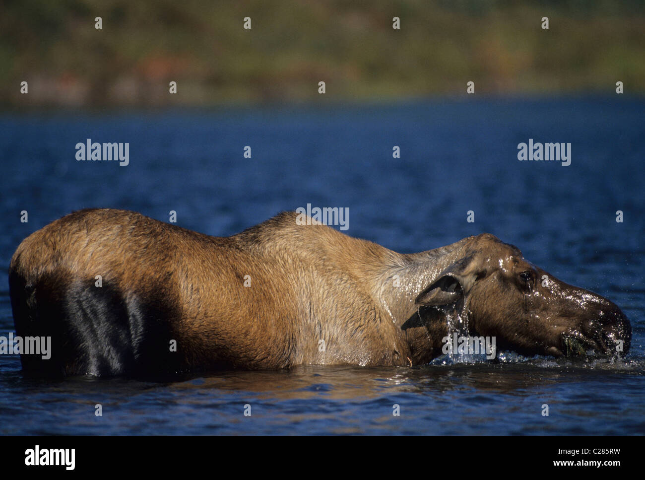 Cow Moose feeding in pond, summer, Denali National Park, Alaska, blue ...