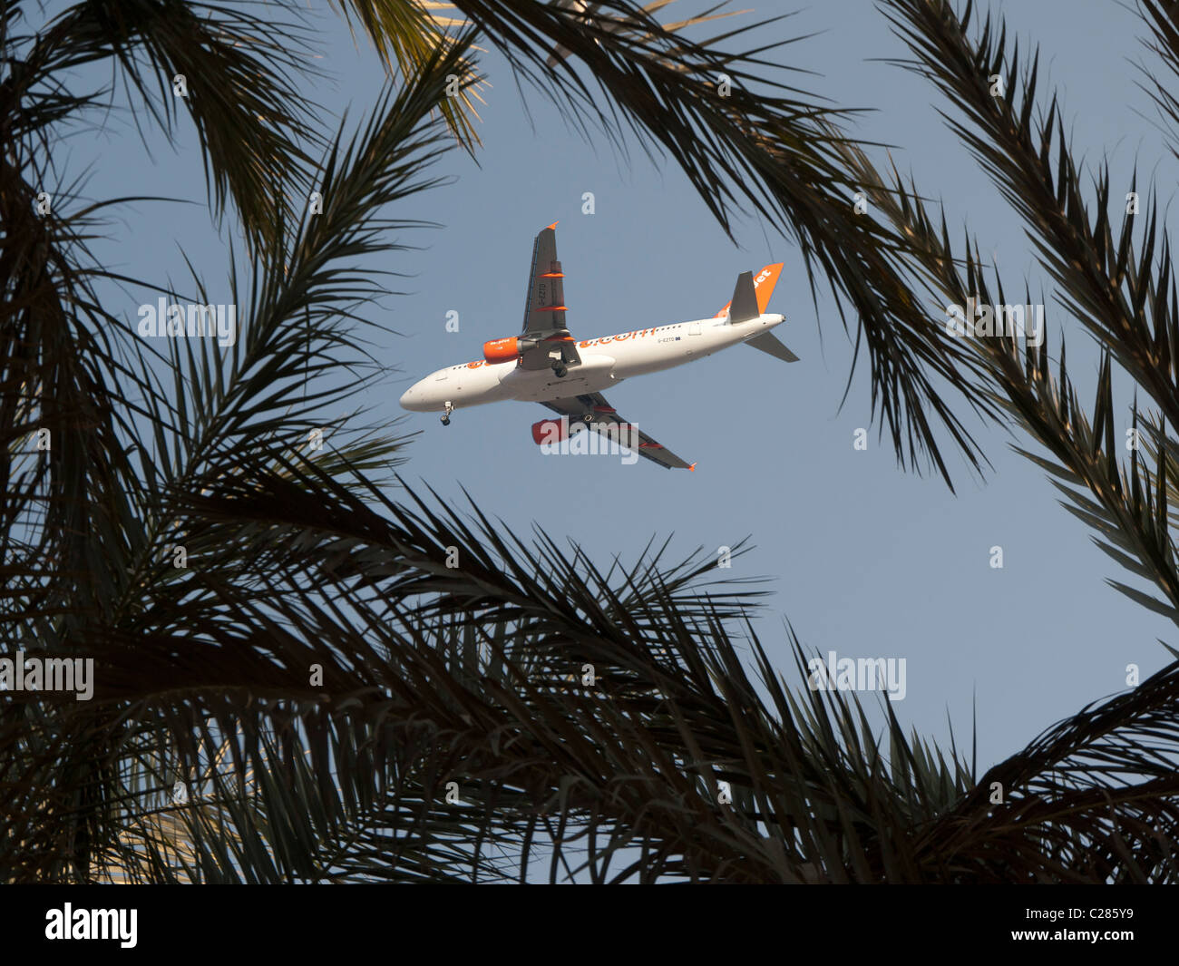 jet liner seen through palm trees comes in to land with wheels down ...