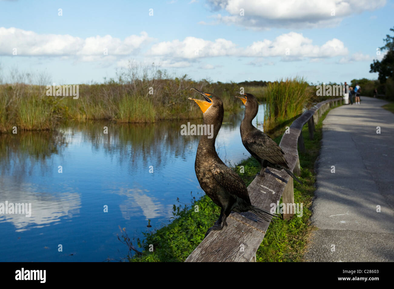 Two cormorants, Anhinga anhinga, sitting on railing along waterway at ...