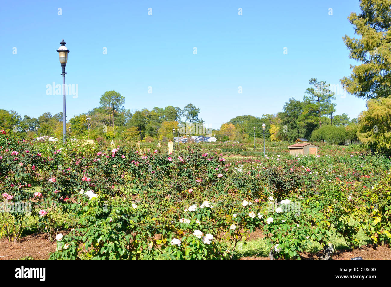 Rose Garden, Tyler, Texas - largest rose garden in the US Stock Photo ...