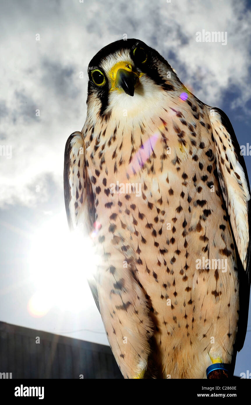Lanner Falcon (Falco biarmicus) captive bird of prey Stock Photo - Alamy