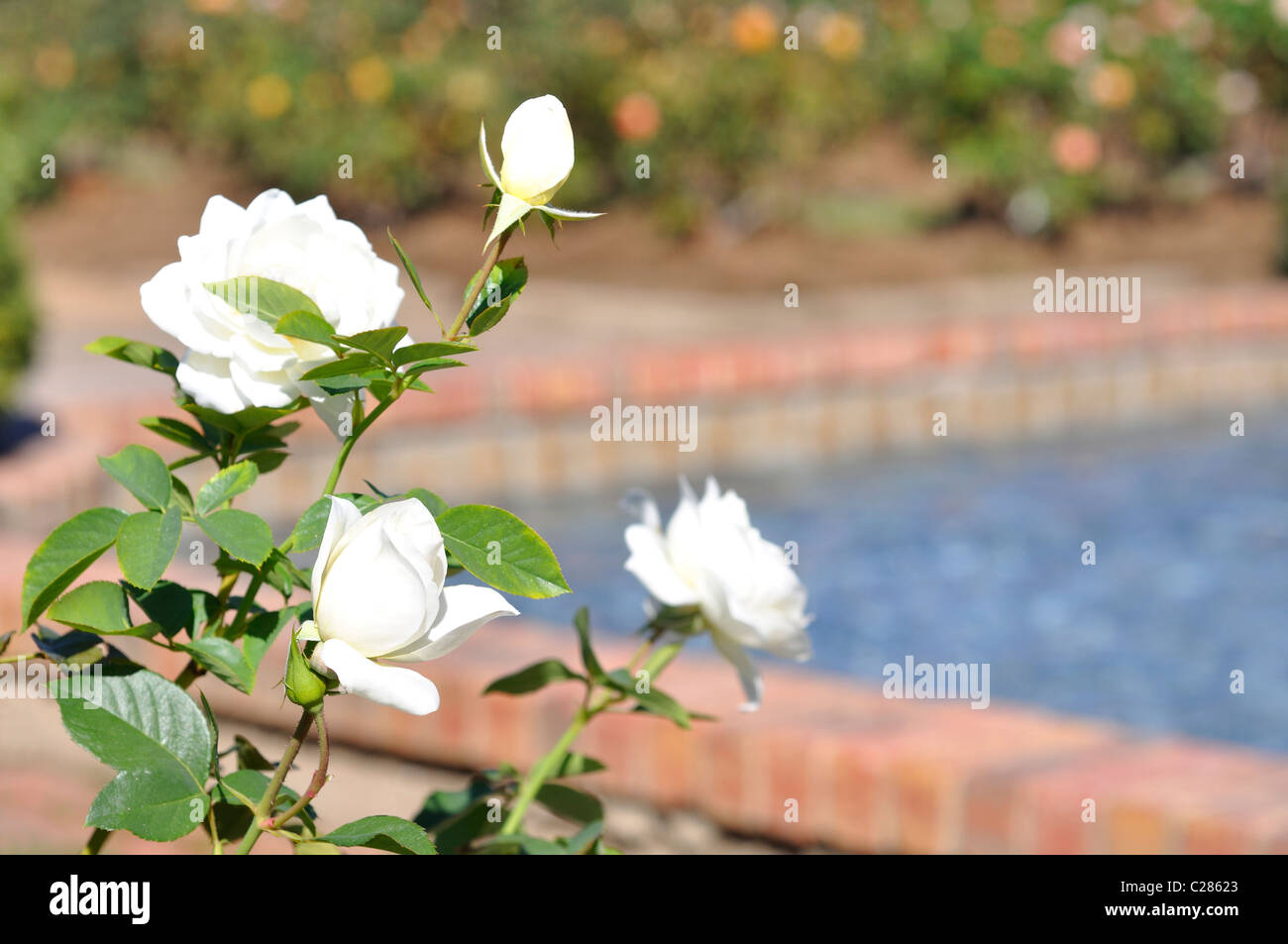 Rose Garden, Tyler, Texas - largest rose garden in the US Stock Photo ...