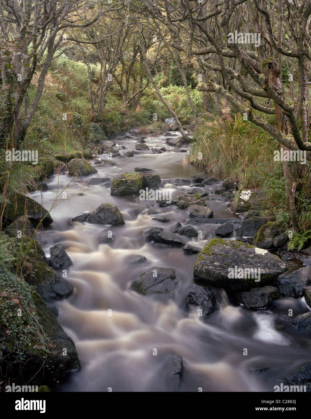 An Idyllic woodland stream in Cornwall Stock Photo - Alamy
