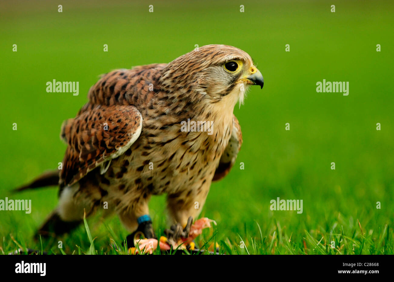 A captive kestrel - falcon bird - (Falconidae Stock Photo - Alamy