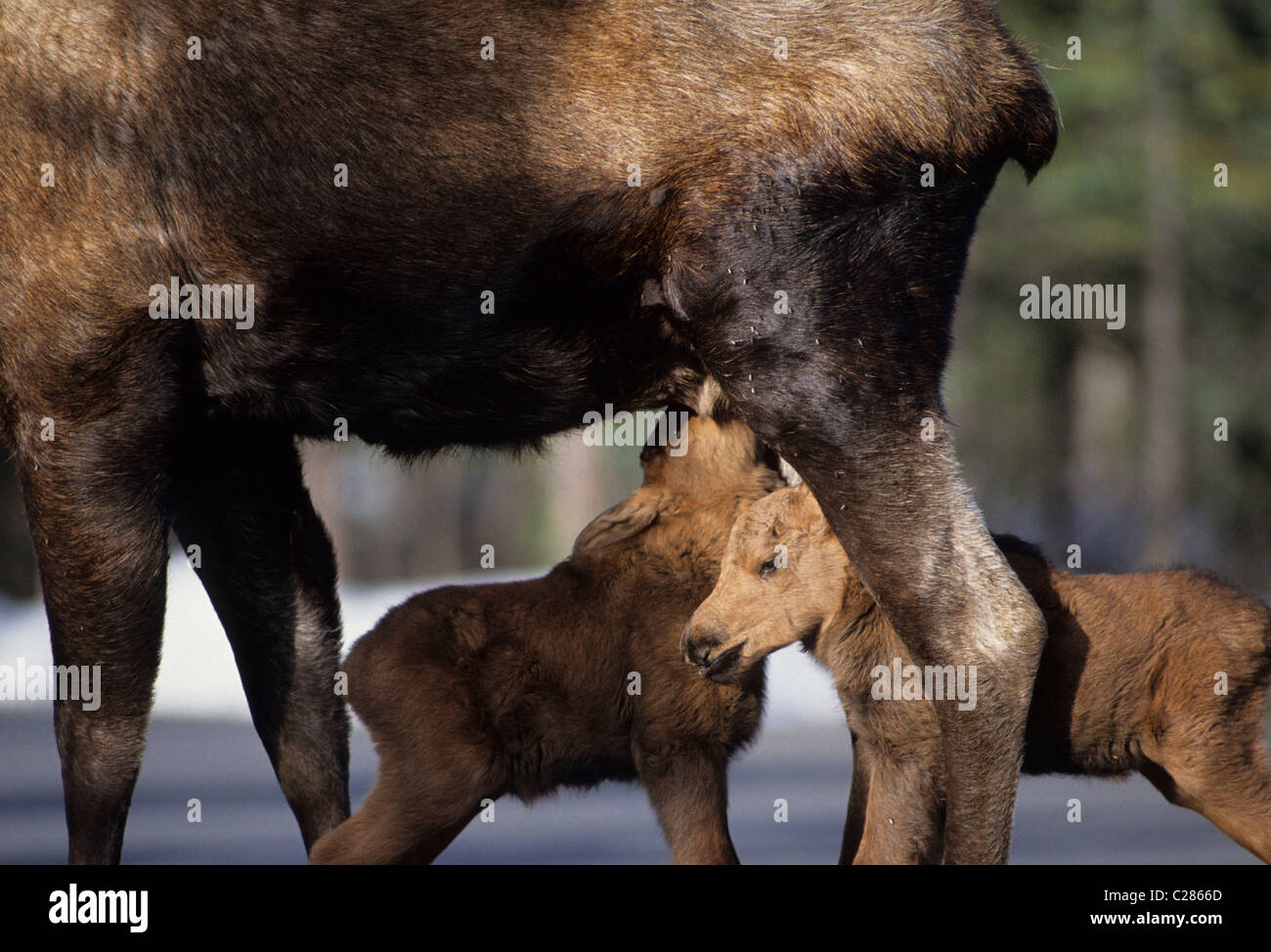 Calf moose nursing hi-res stock photography and images - Alamy