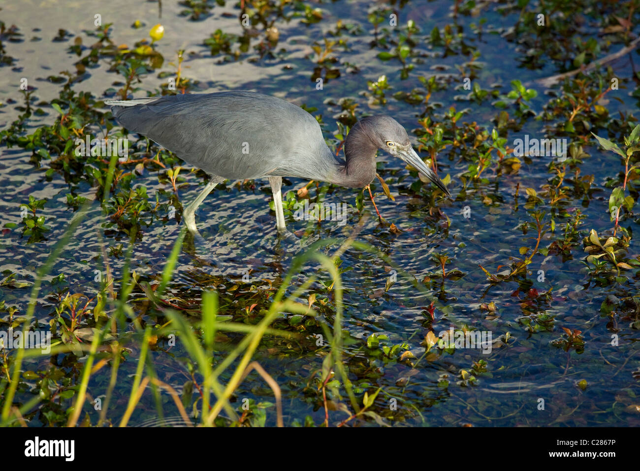 Little blue egret Stock Photo - Alamy