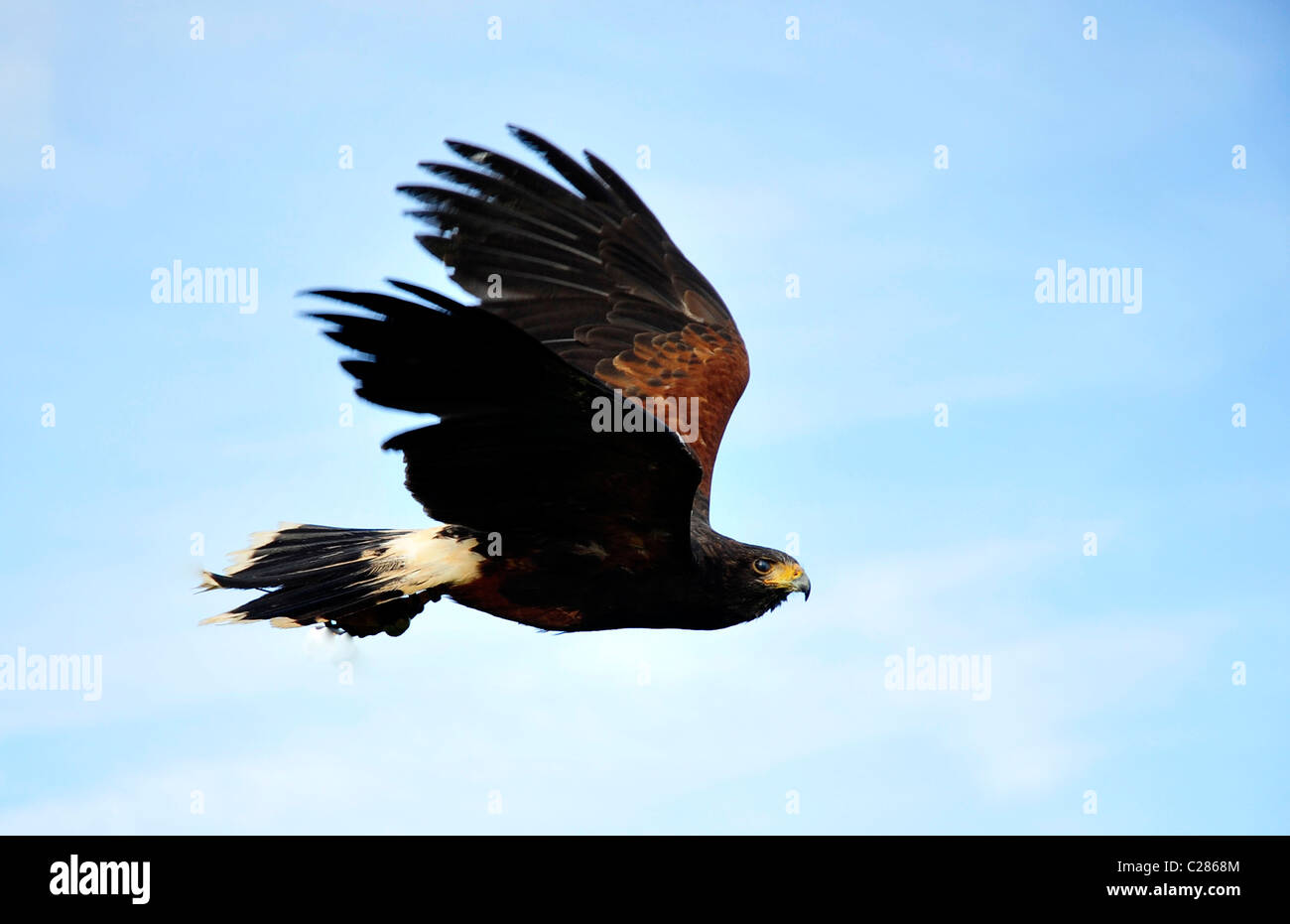Harris hawk in flight hi-res stock photography and images - Alamy