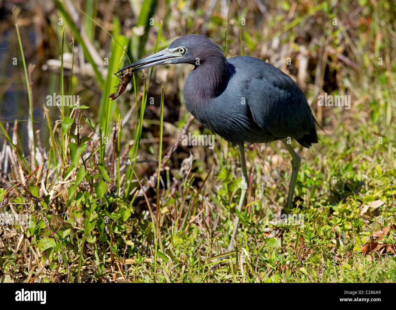Little blue egret Stock Photo - Alamy