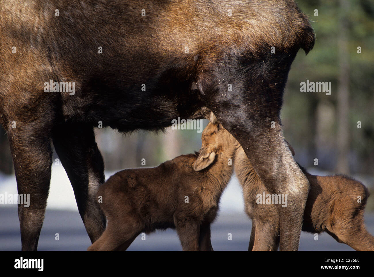 Moose Calf, Denali National Park, Alaska, young moose, baby moose ...