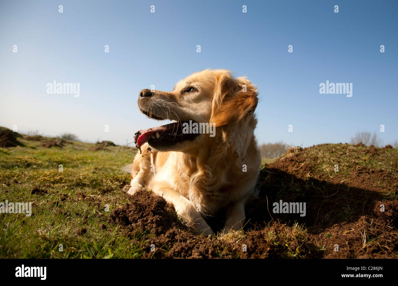 Golden retriever digging hi-res stock photography and images - Alamy