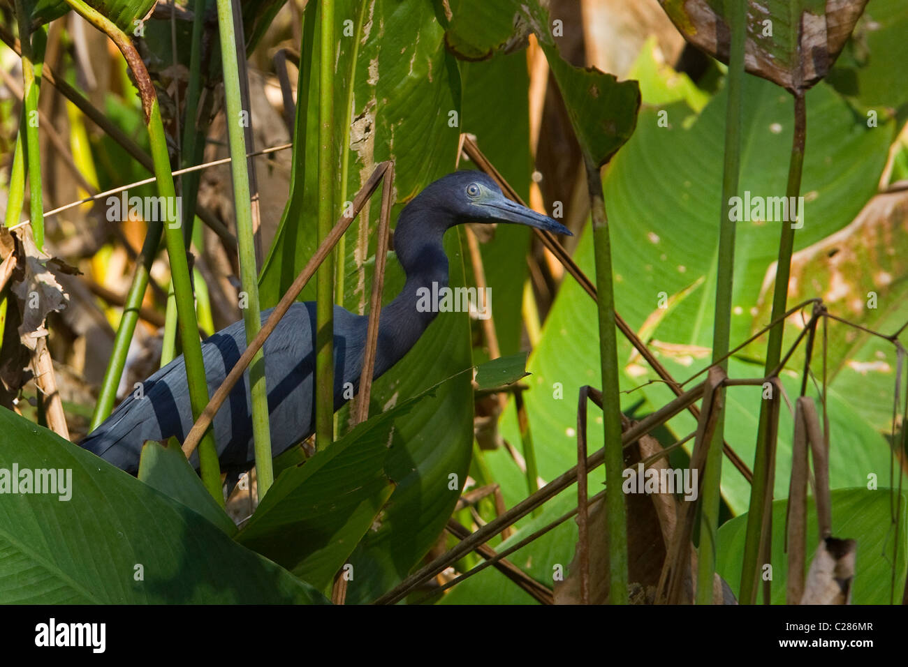 Blue egret hi-res stock photography and images - Alamy