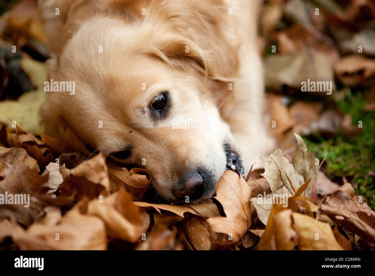 Golden retriever in leaves hi-res stock photography and images - Alamy