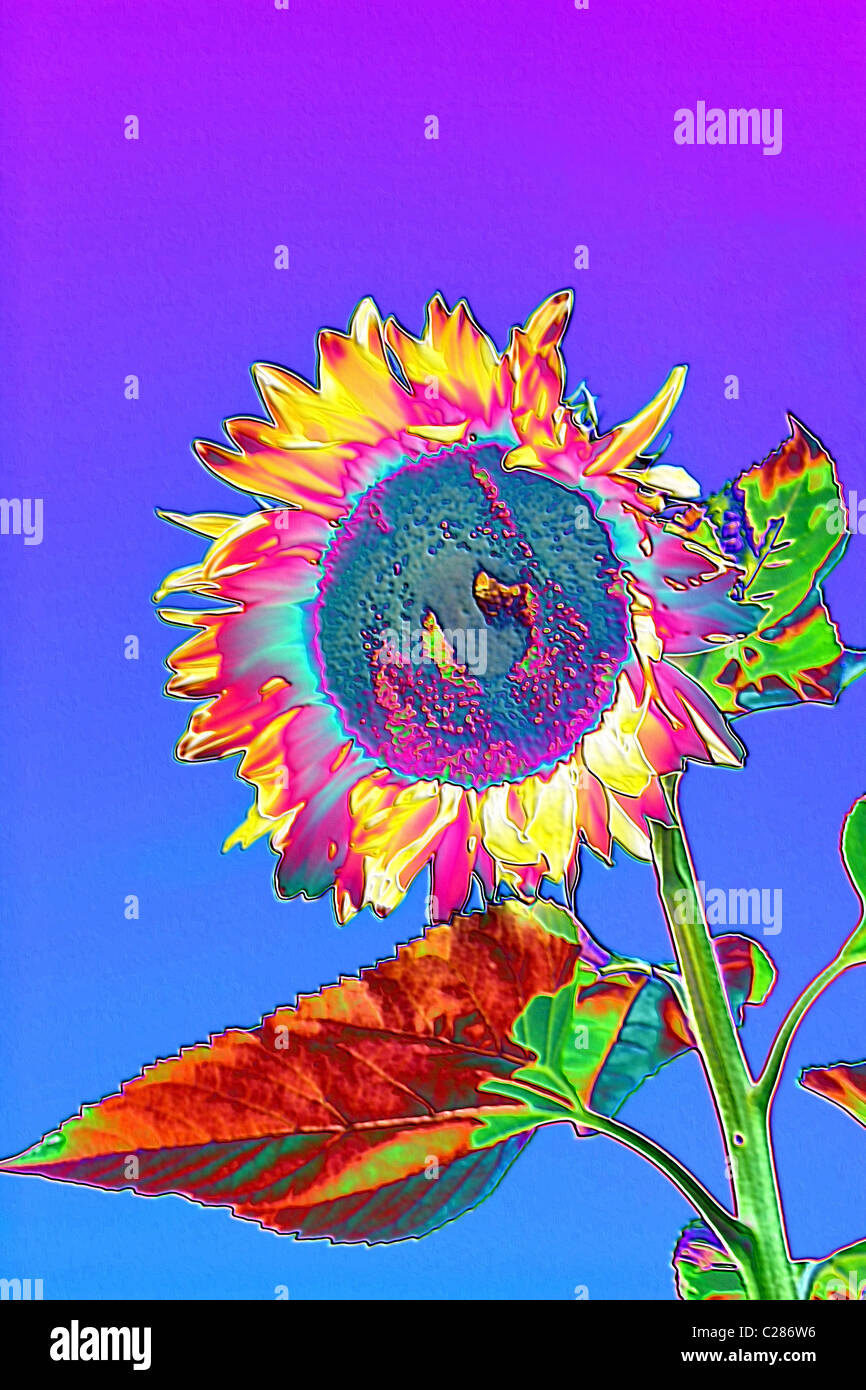 Psychedelic sunflower hi-res stock photography and images - Alamy