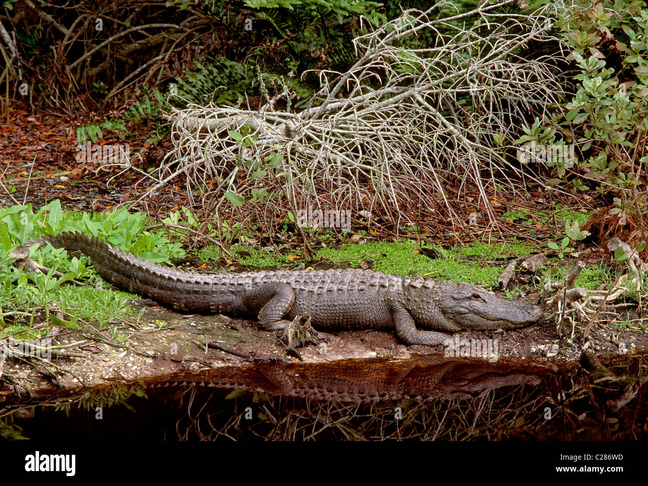 American Alligator, Alligator mississippiensis, Sanibel Island, Florida ...