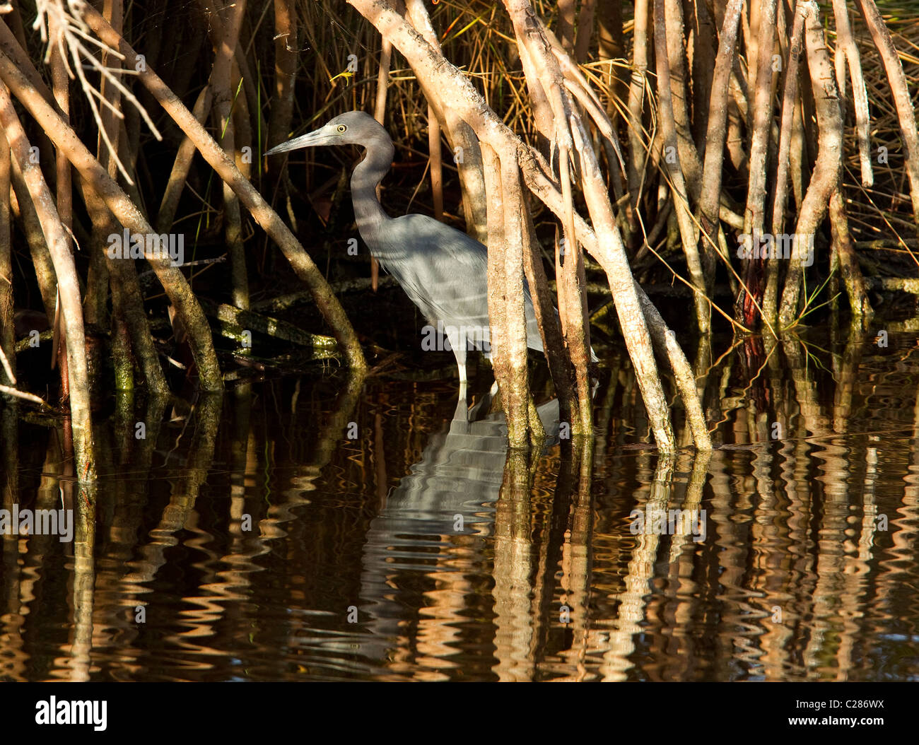 Little blue egret Stock Photo - Alamy