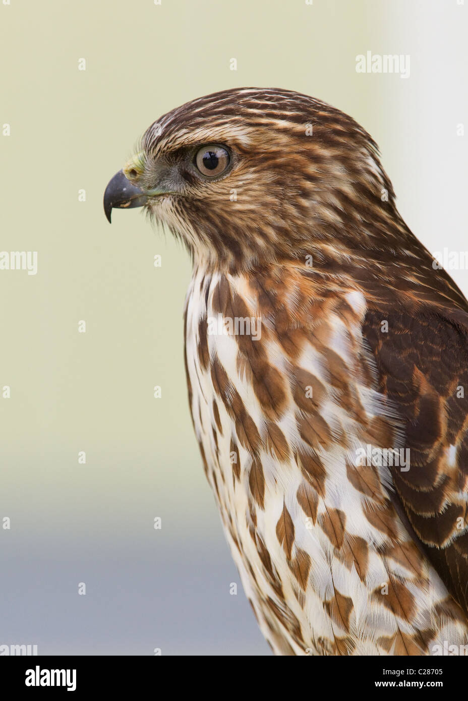 Red-shouldered hawk up close, profile Stock Photo - Alamy