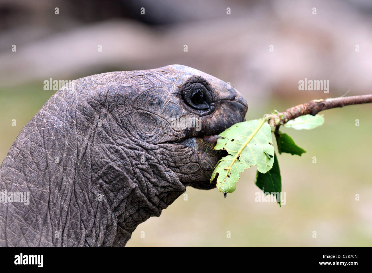 Giant Tortoise eating on Curieuse Island reserve, Seychelles Stock ...