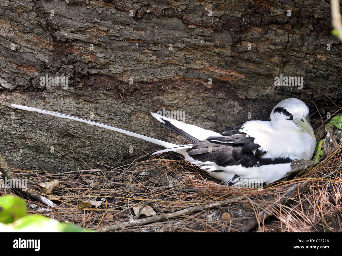 Tropic bird nesting on Cousin Island Nature Reserve, Seychelles Stock ...