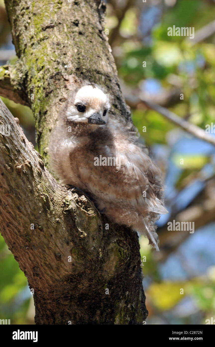 Cousin Island Nature Reserve High Resolution Stock Photography and ...