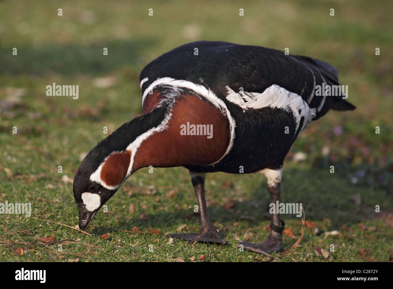 Branta ruficollis hi-res stock photography and images - Alamy
