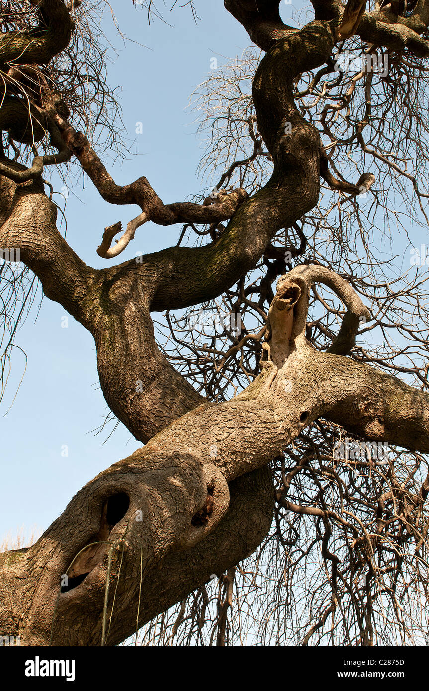 Sophora pendula hi-res stock photography and images - Alamy