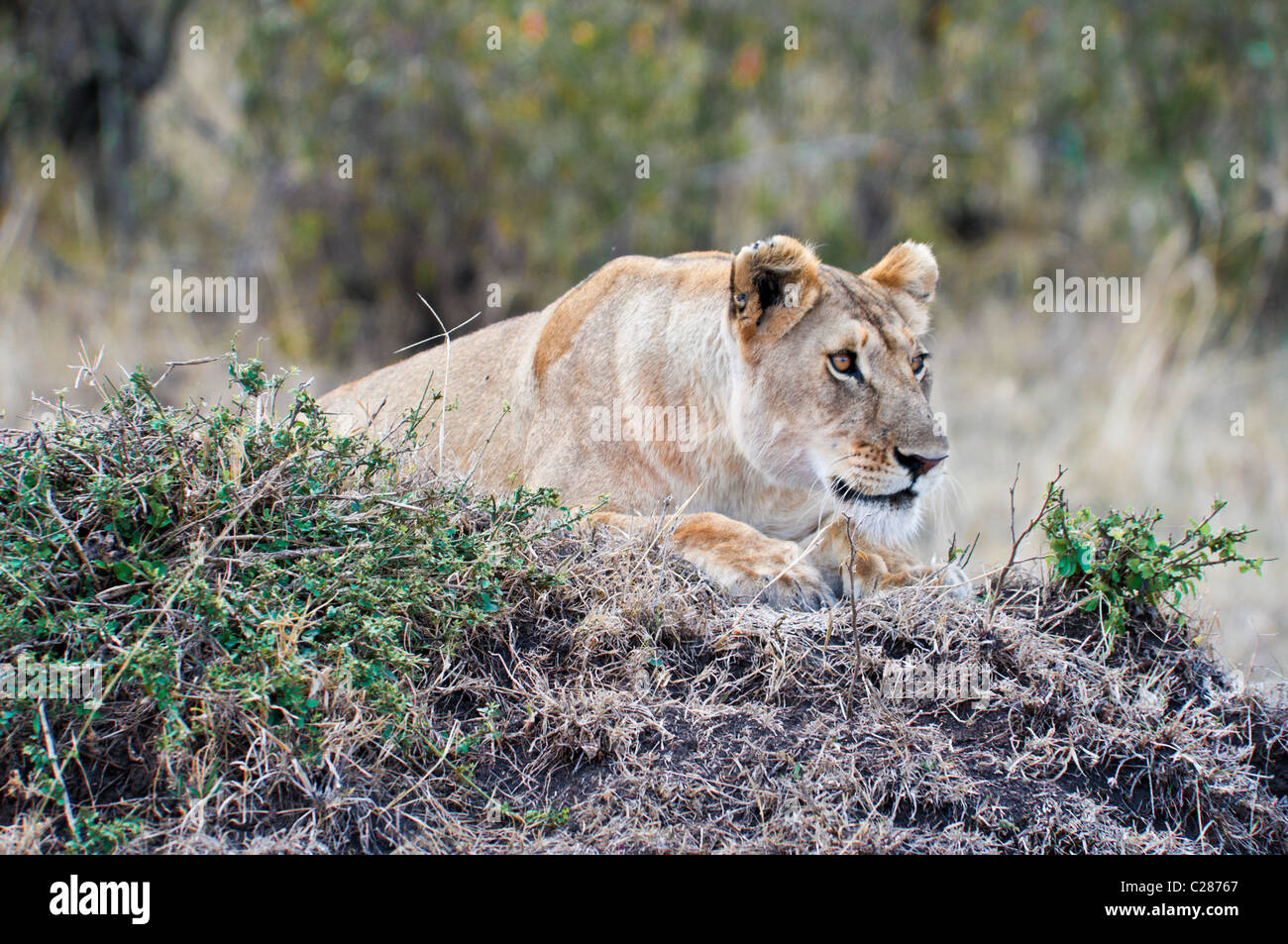 Female lion hunting prey hi-res stock photography and images - Alamy