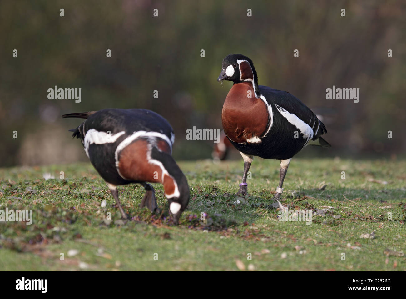 Red breasted geese hi-res stock photography and images - Alamy