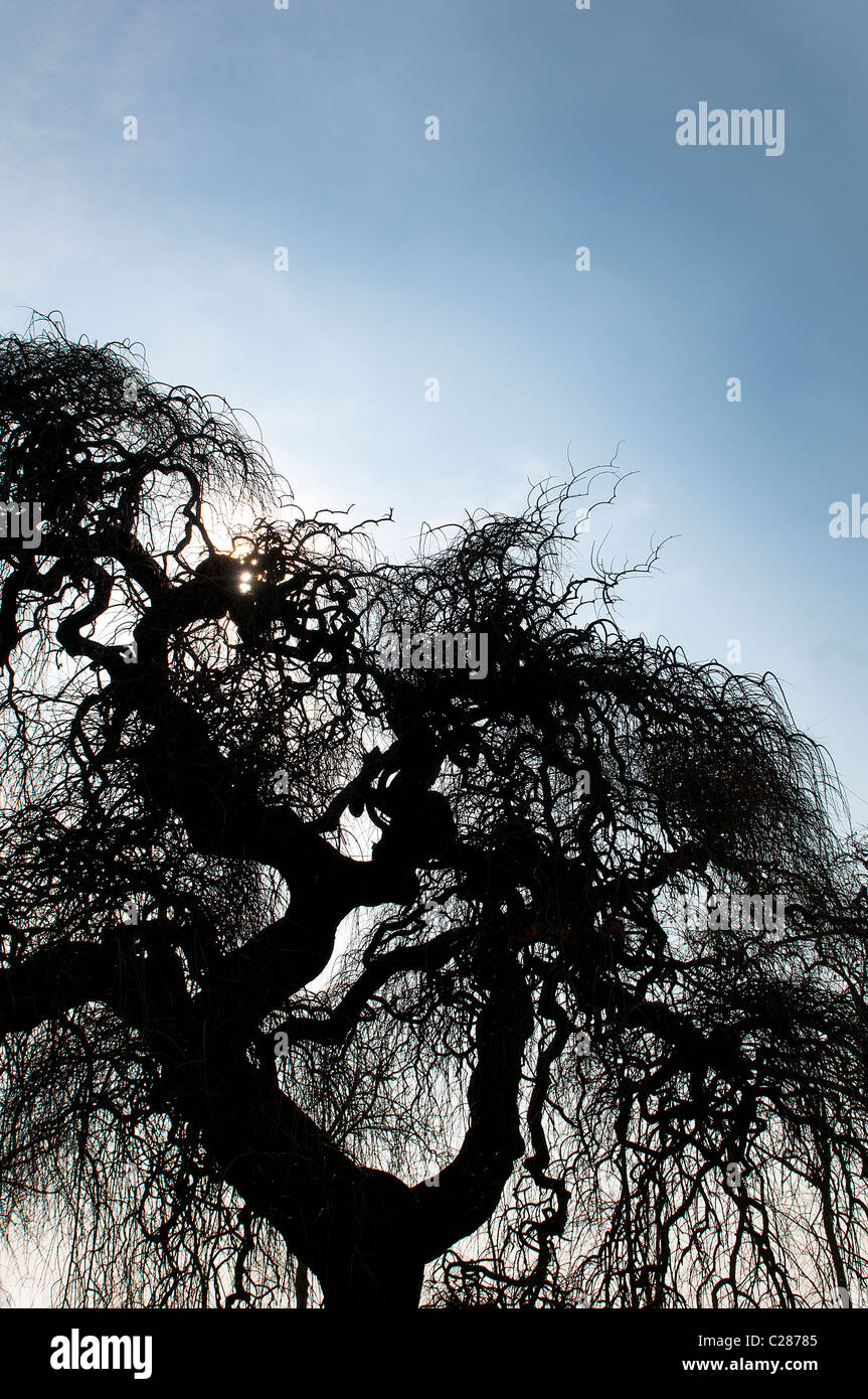 Sophora pendula hi-res stock photography and images - Alamy