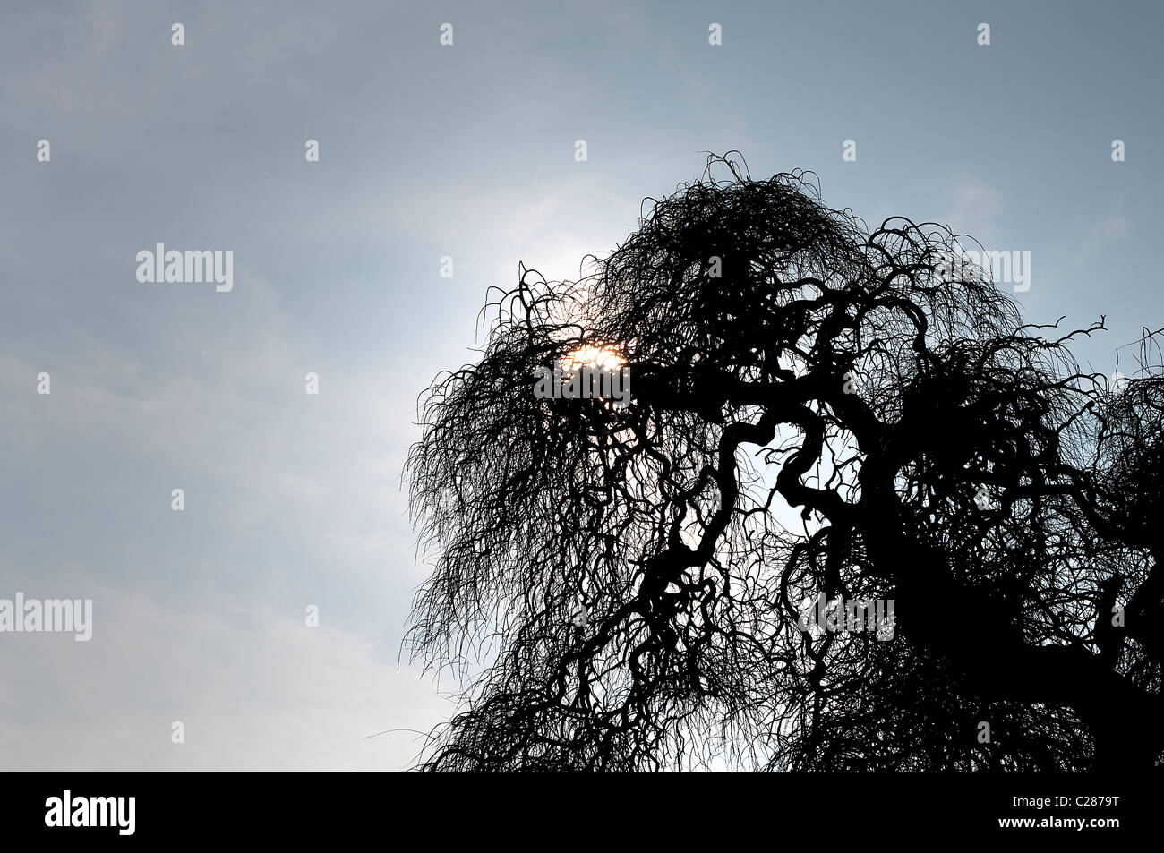 Sophora pendula hi-res stock photography and images - Alamy
