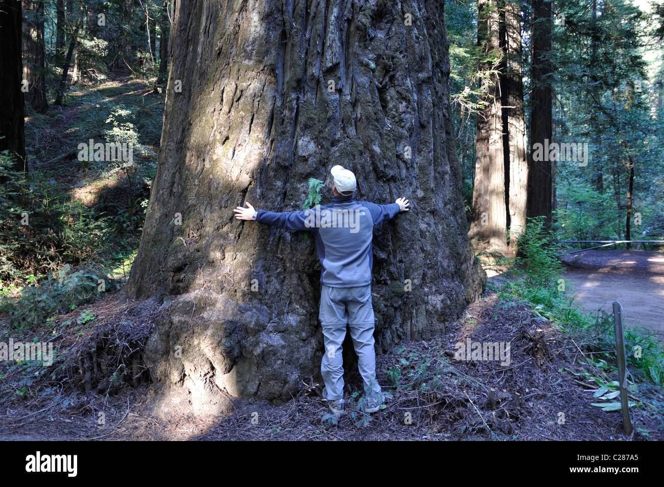 Redwoods National Park, California, USA Stock Photo - Alamy