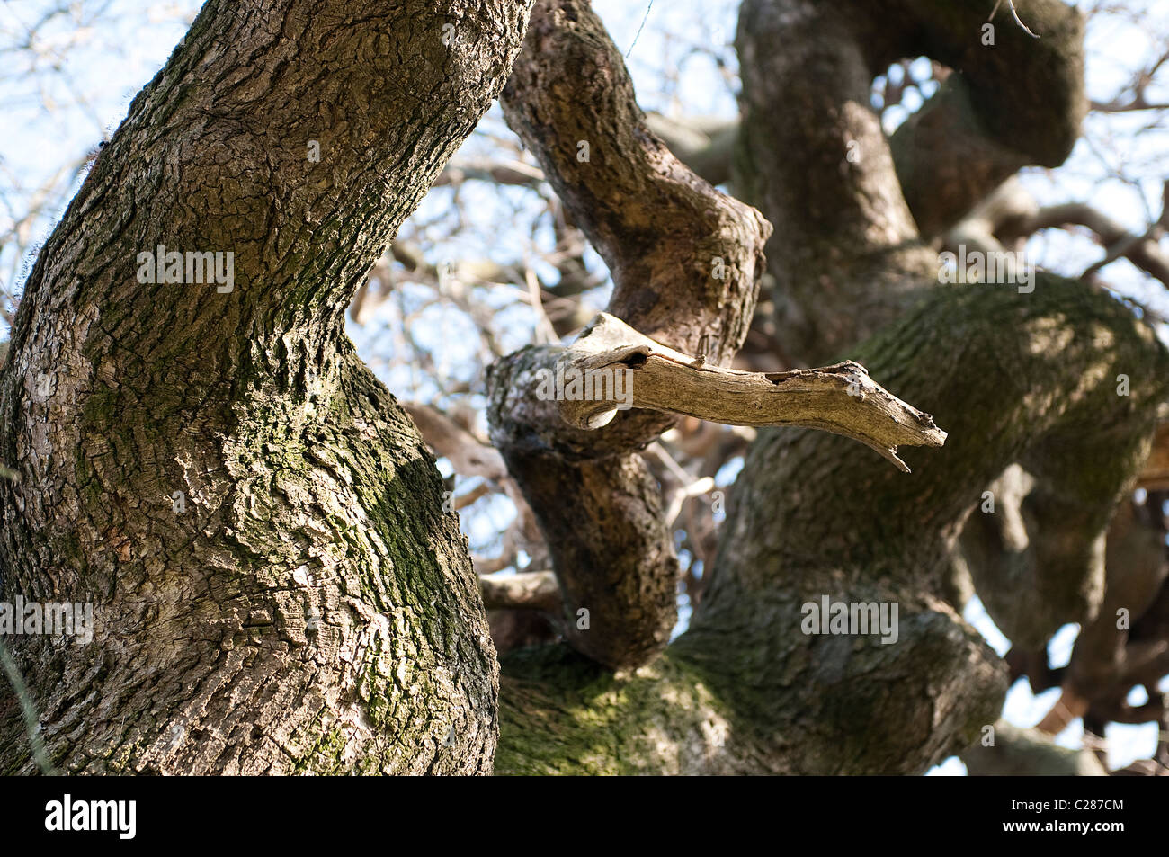 Sophora pendula hi-res stock photography and images - Alamy