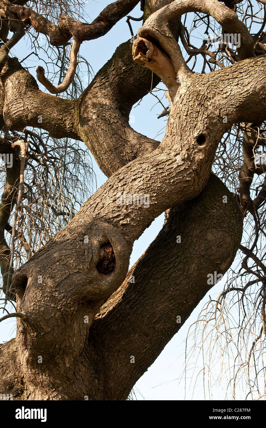 Sophora pendula hi-res stock photography and images - Alamy