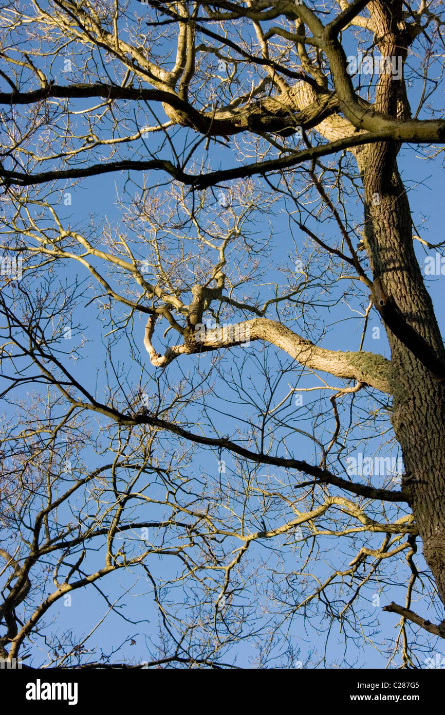 Oak tree in winter Stock Photo - Alamy