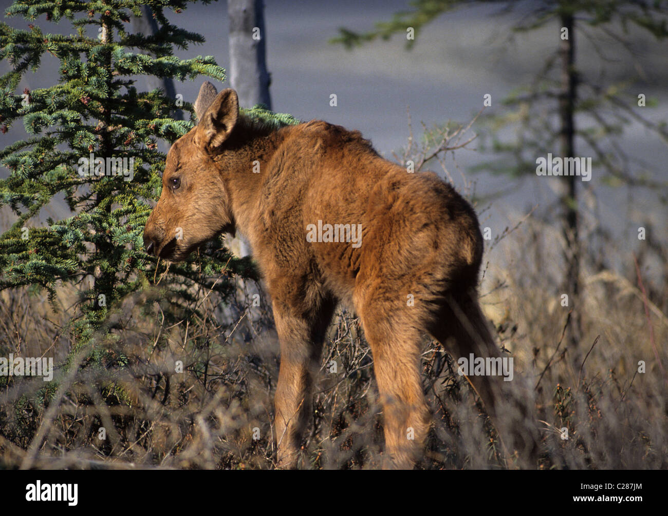 Moose Calf, Denali National Park, Alaska, young moose, baby moose Stock ...