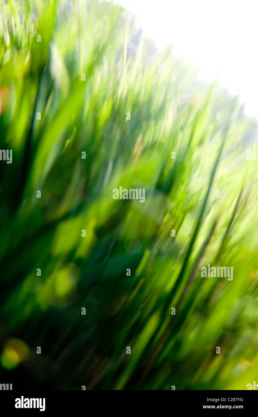green grass movement Stock Photo - Alamy