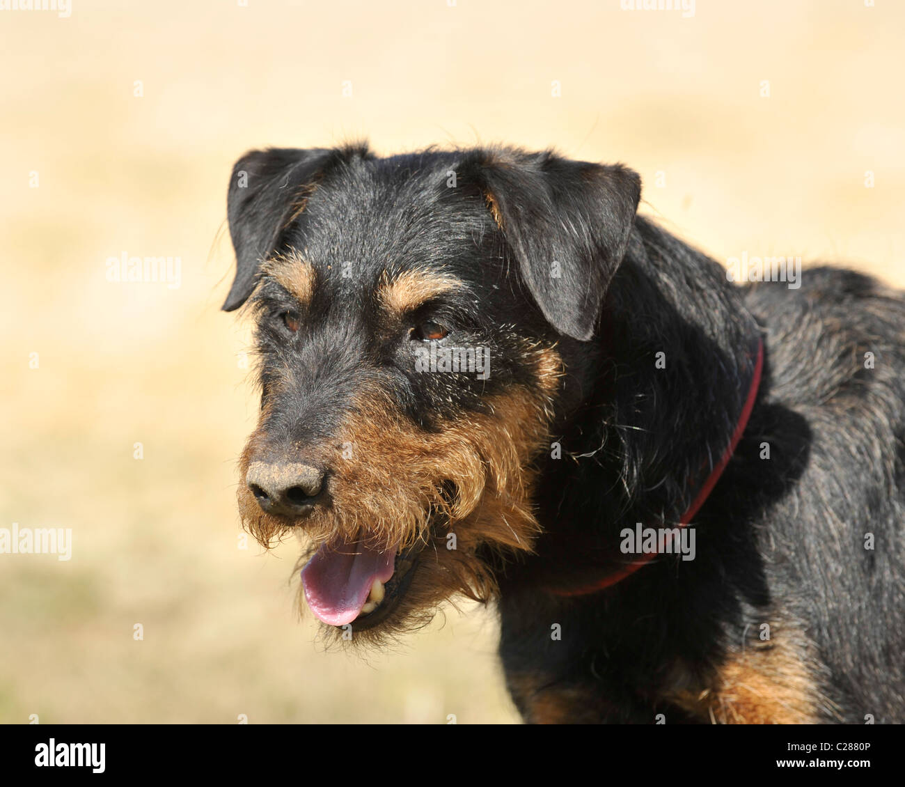 Jagd terrier in germany Stock Photo - Alamy